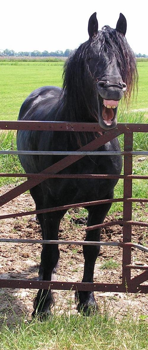 Lachend paard | groninganus